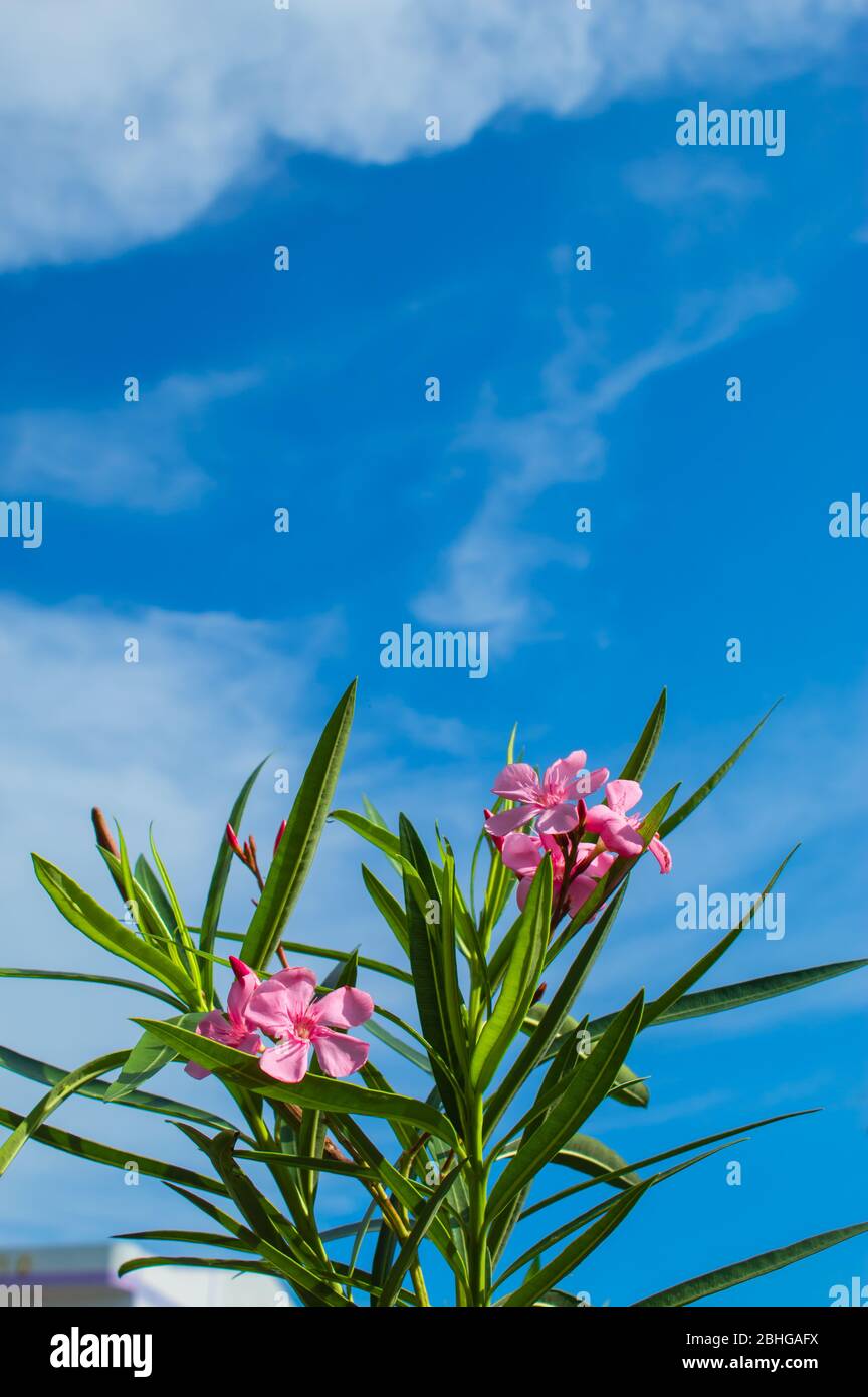Blue Oleander Flower
