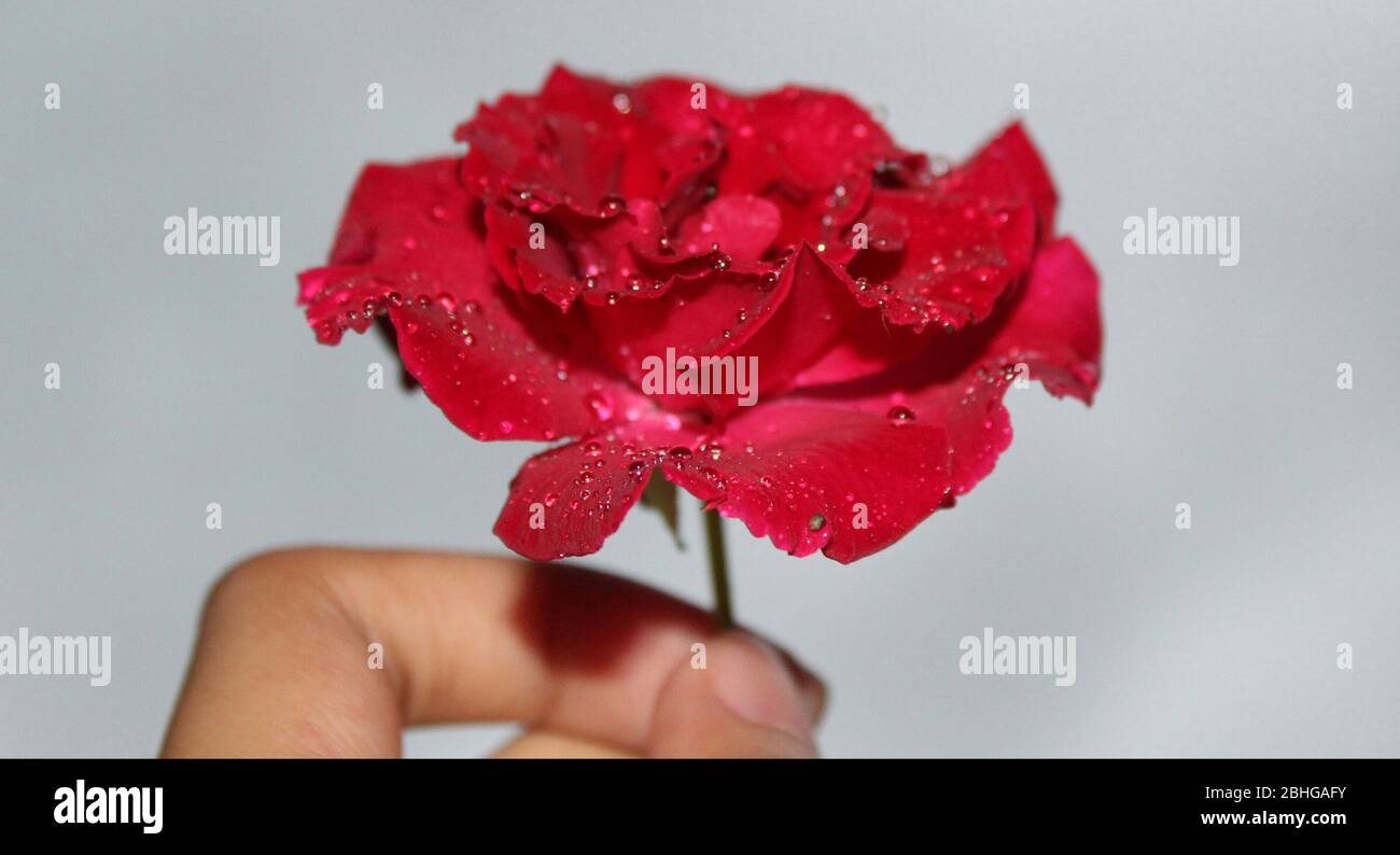 Bloom despite pressure Stock Photo - Alamy