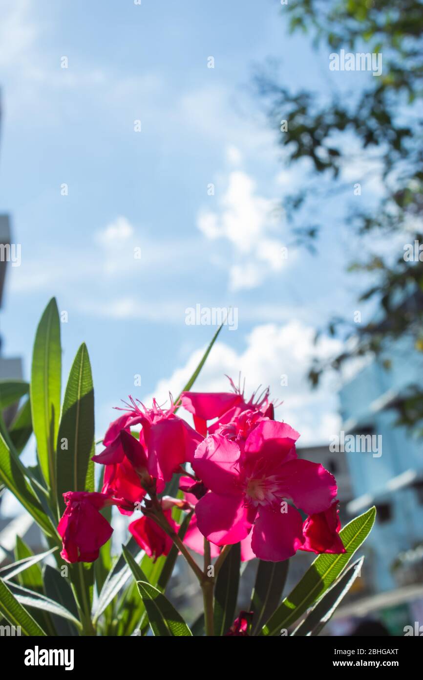 Blue Oleander Flower
