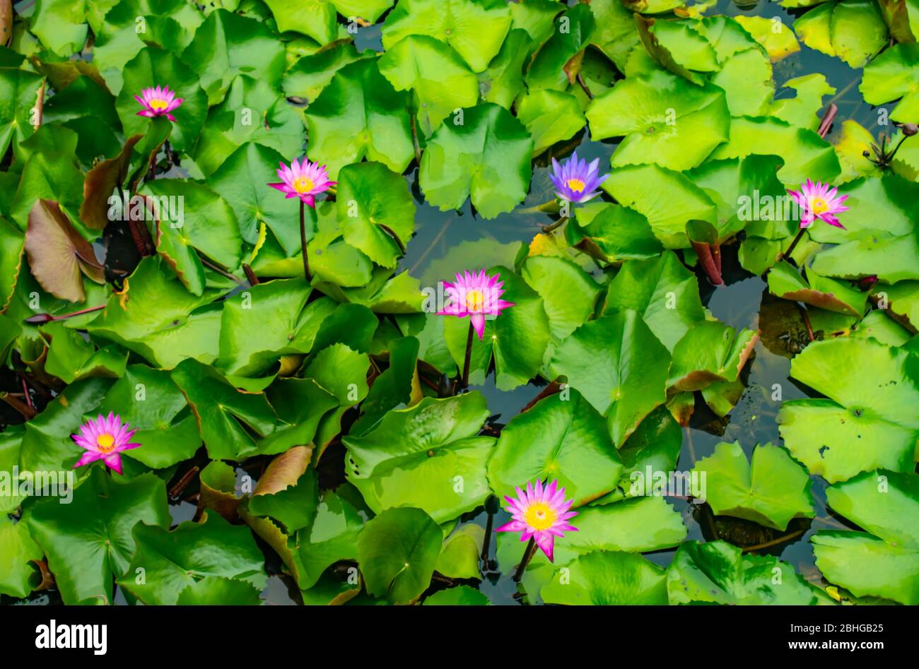 Lotus flower colors in the lake Stock Photo - Alamy