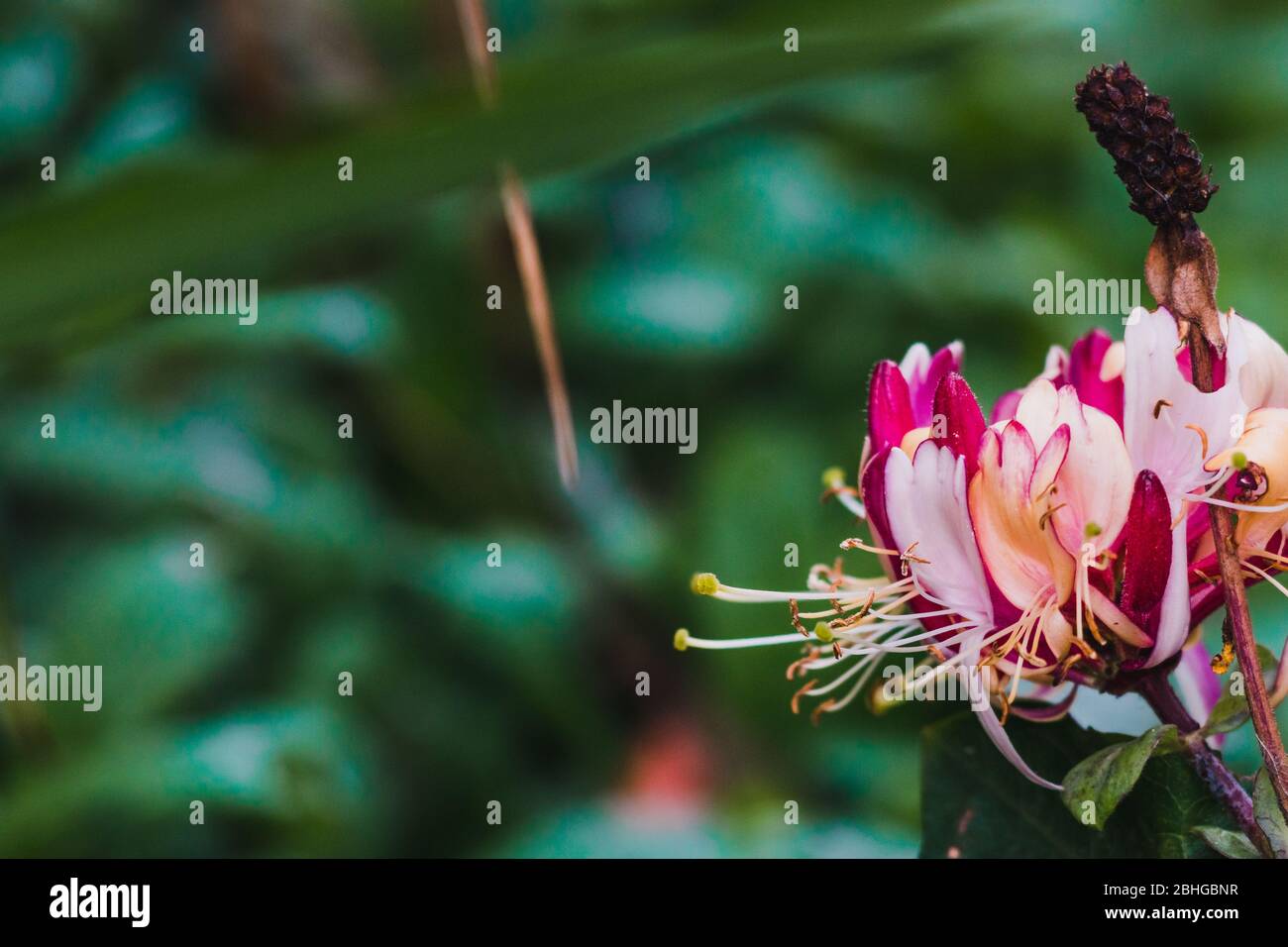 native Australian Lonicera Firecracker plant with white and magenta ...