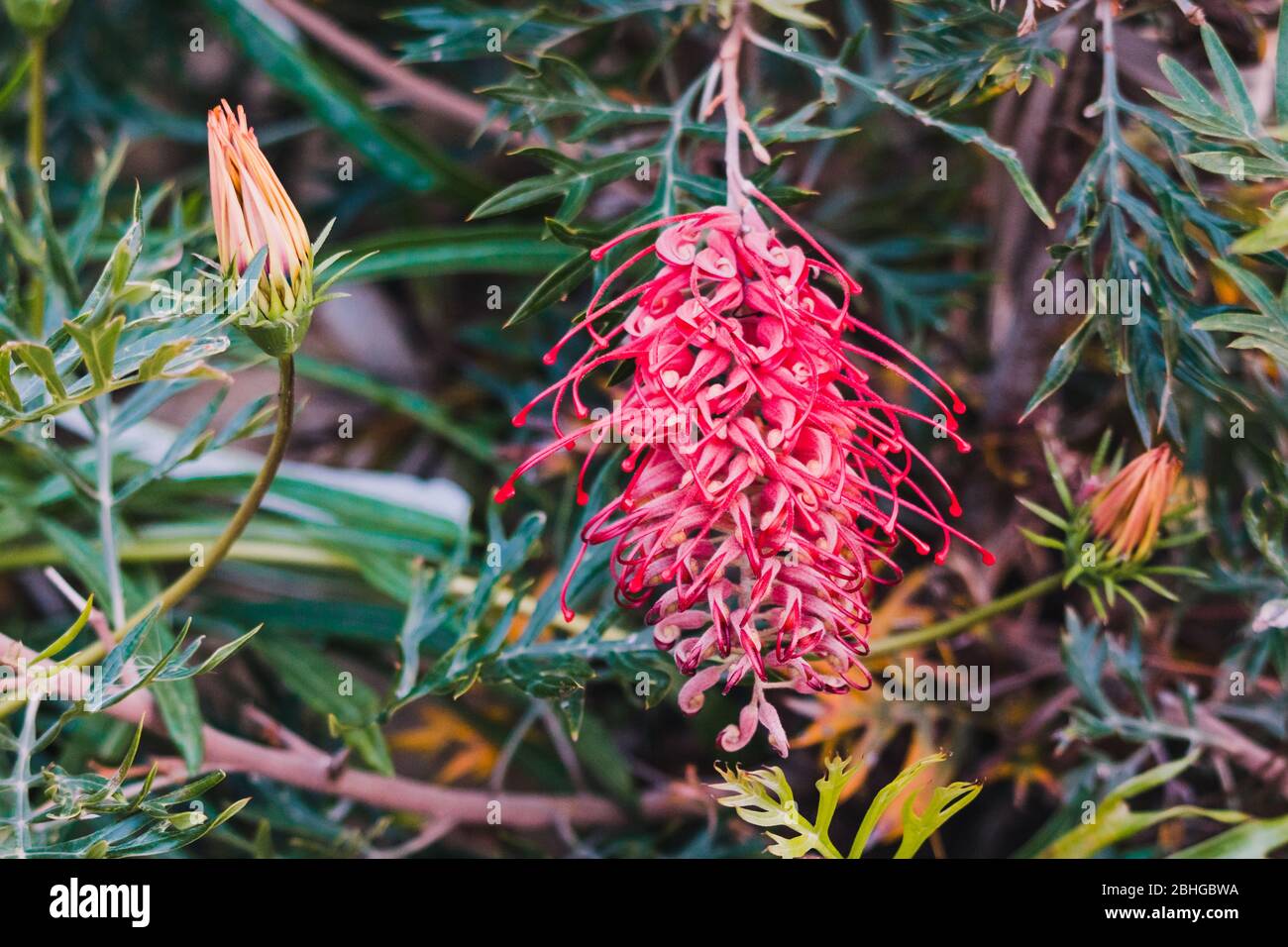 native Australian grevillea plant with red flowers outdoor in sunny ...