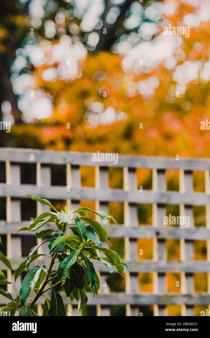 Australian frangipani tree in front of fence and trees with vibrant ...