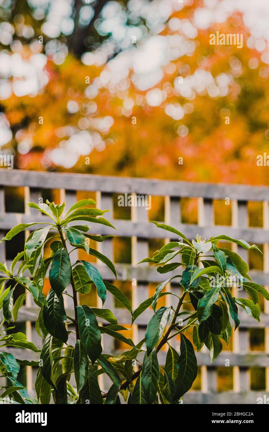 Australian frangipani tree in front of fence and trees with vibrant ...