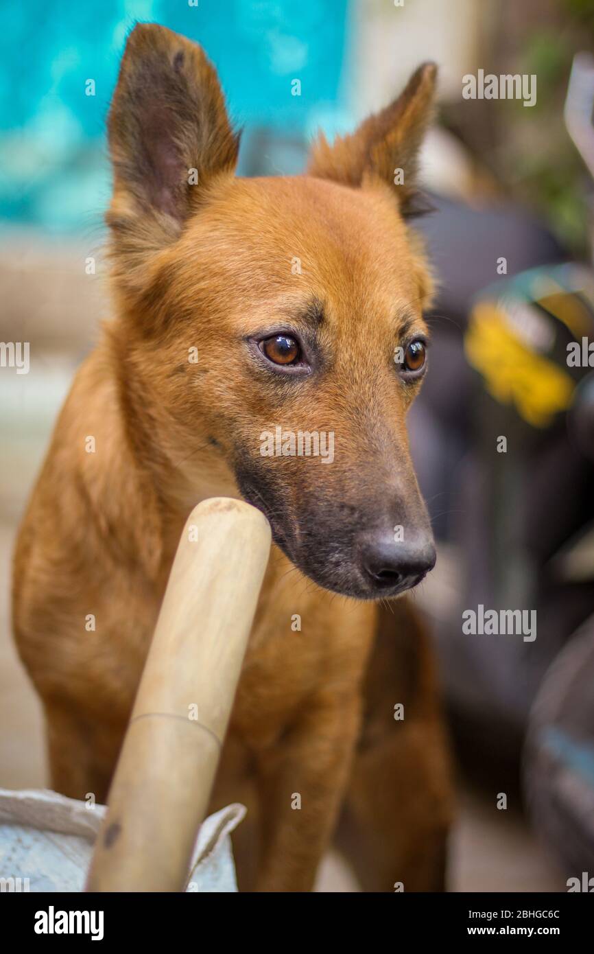Portrait of Female German Shepherd Dog short coat..The Short coat ...