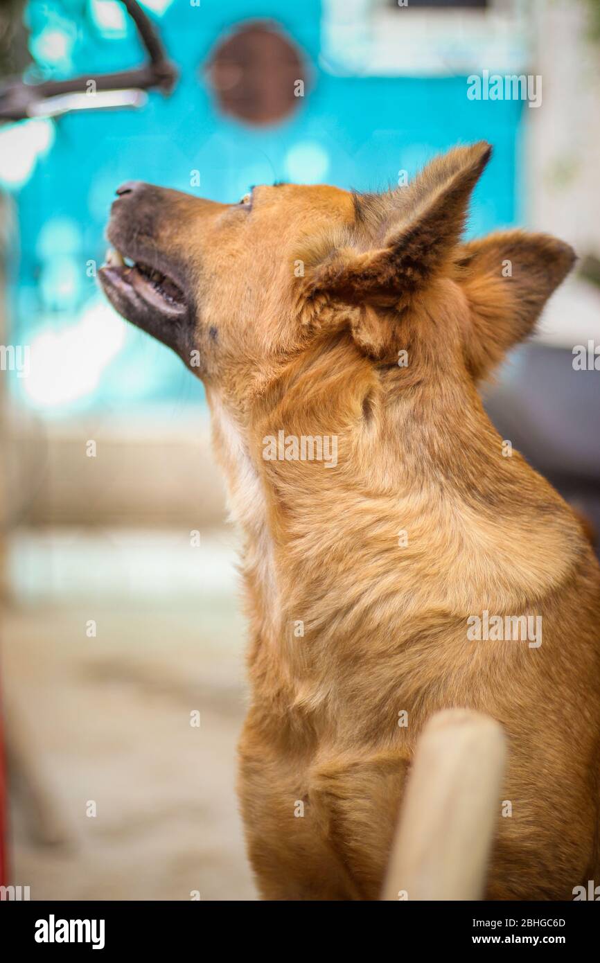 Portrait of Female German Shepherd Dog short coat..The Short coat ...