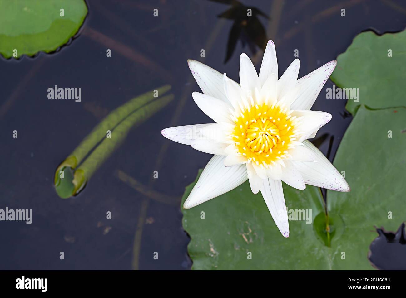 White lotus blooming in hi-res stock photography and images - Alamy