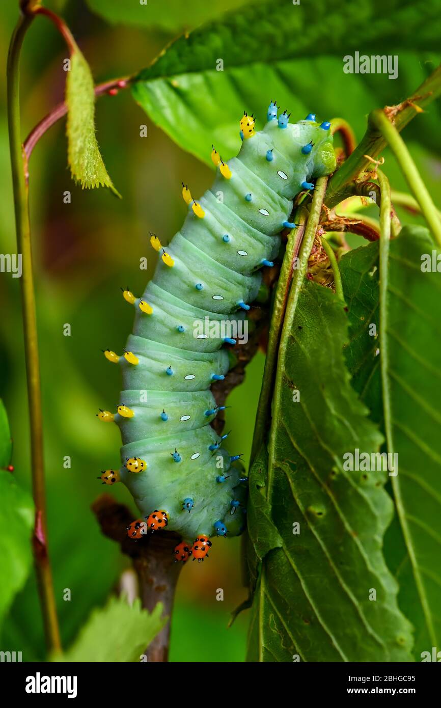 Cecropia Moth - Hyalophora cecropia, beautiful large colored moth from ...