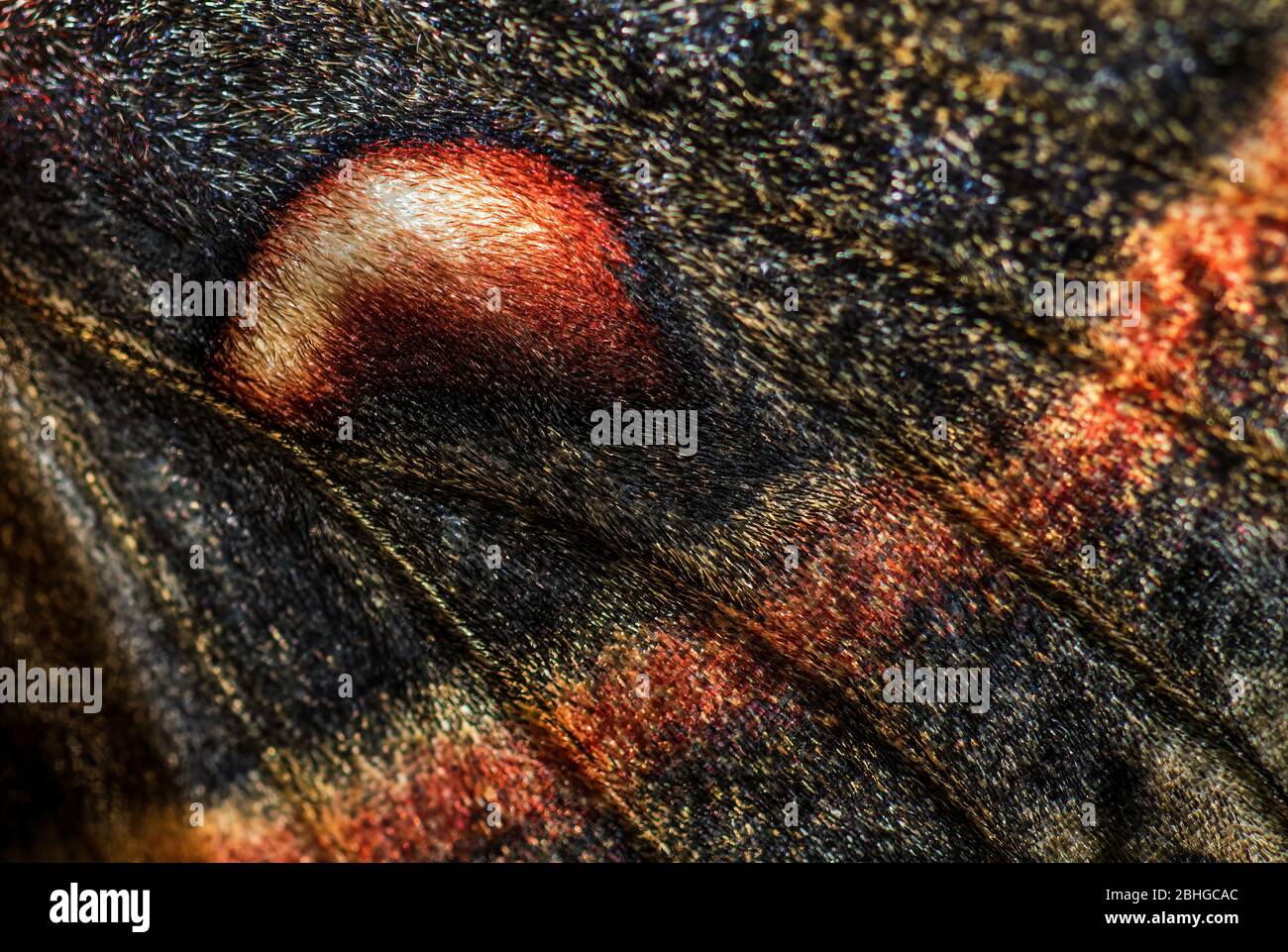 Cecropia Moth - Hyalophora cecropia, beautiful large colored moth from ...