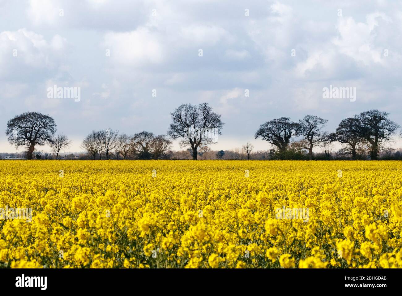 Rapeseed field uk countryside hi-res stock photography and images - Alamy