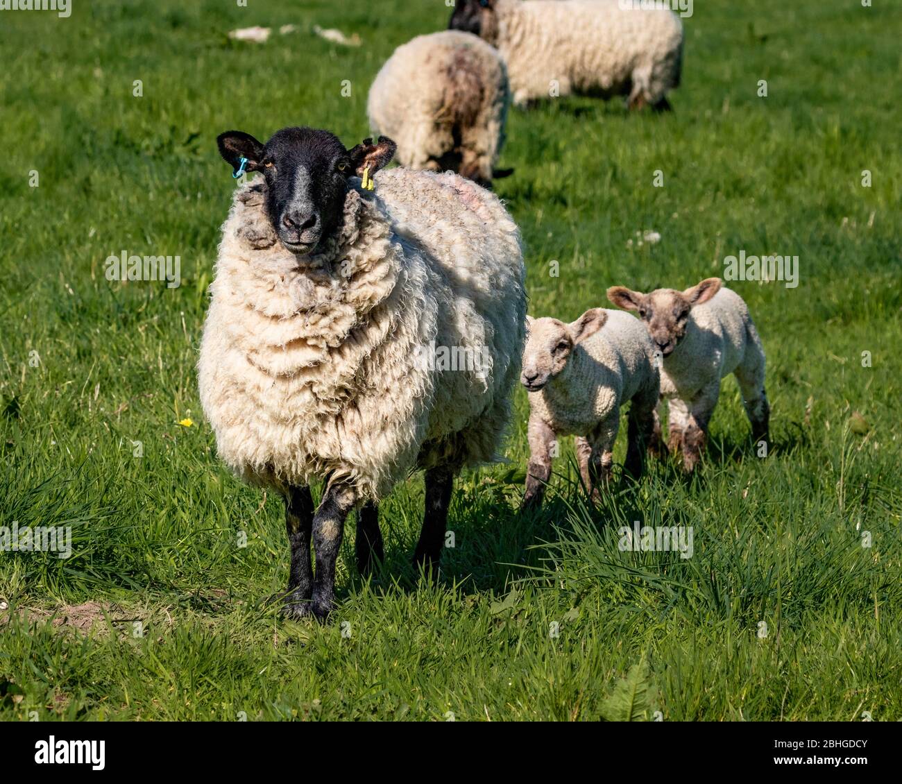 group family of sheep in a field Stock Photo - Alamy