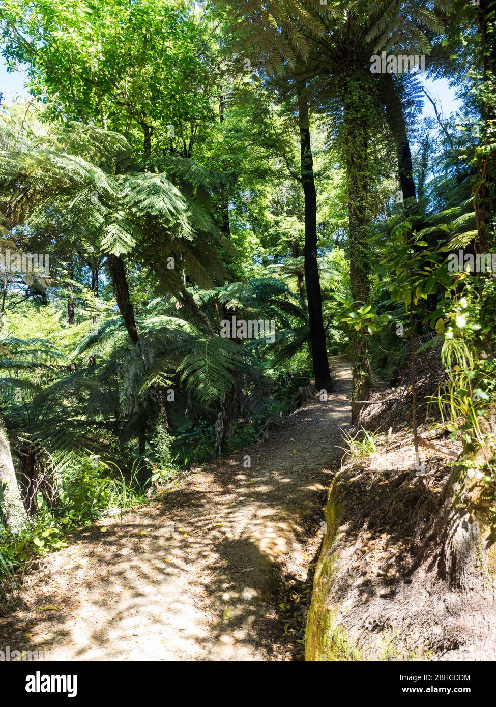 Gully tree ferns (Cyathea cunninghami) line the Abel Tasman Great Walk ...