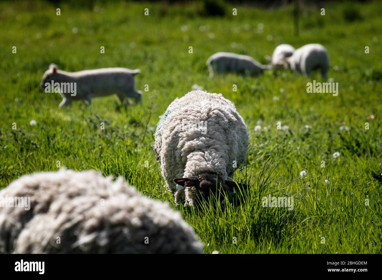 Group shot of sheep hi-res stock photography and images - Alamy