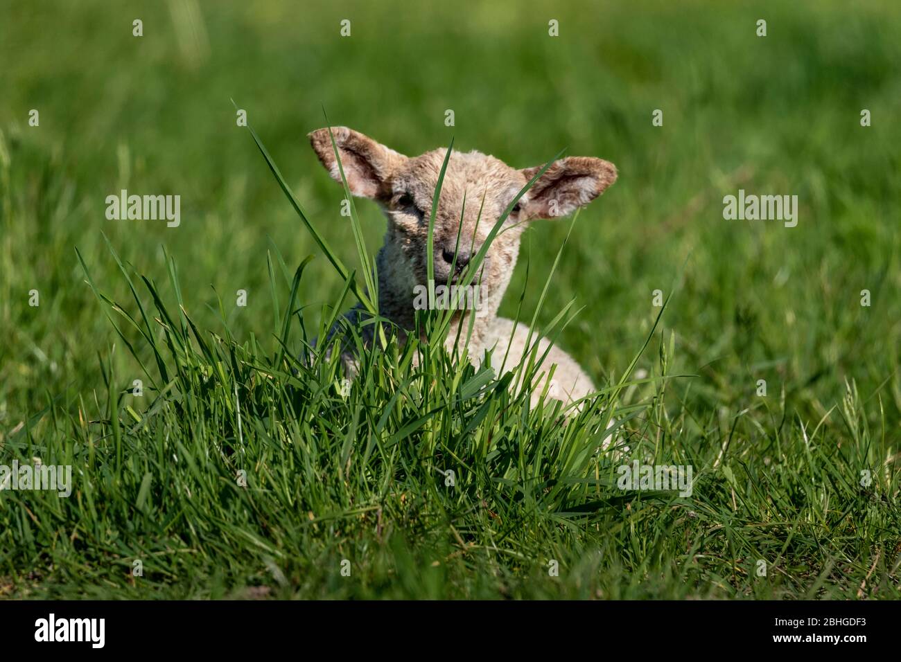 Side view baby lamb in hi-res stock photography and images - Alamy