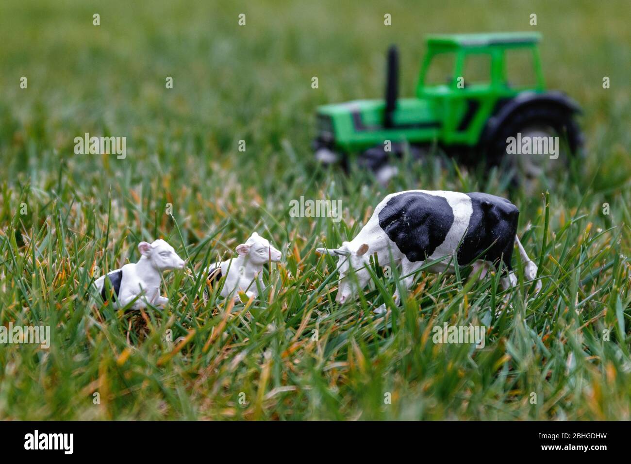 Tractor cows hi-res stock photography and images - Alamy