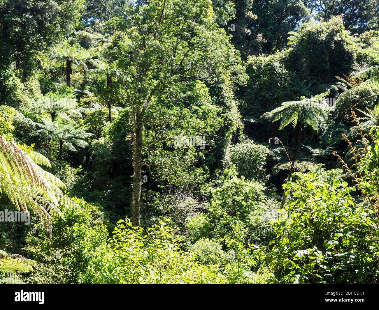 Sub tropical rainforest hi-res stock photography and images - Alamy