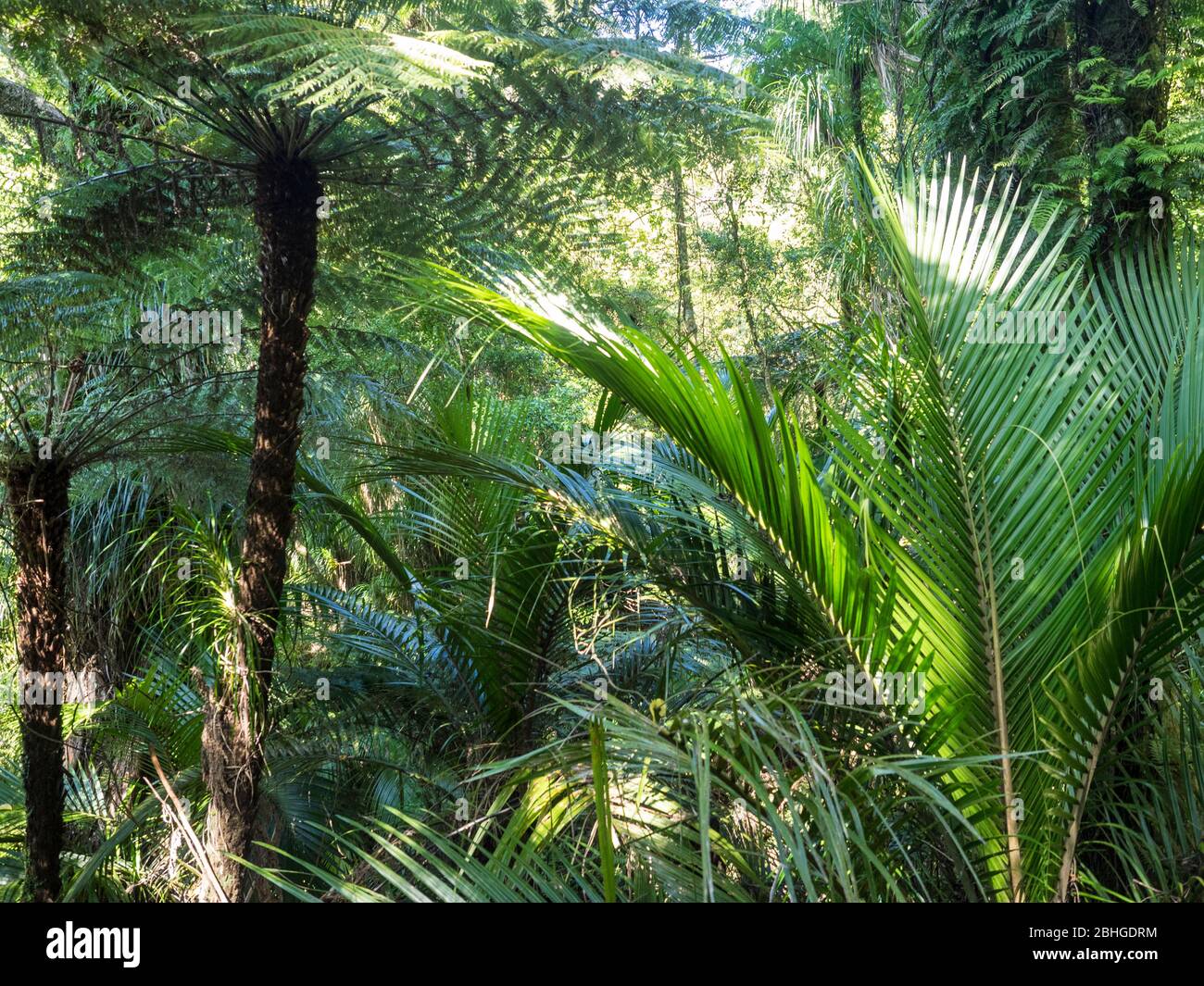 Gully Tree Ferns (Cyathea cunninghami) and Nikau palm (Rhopalostylis ...