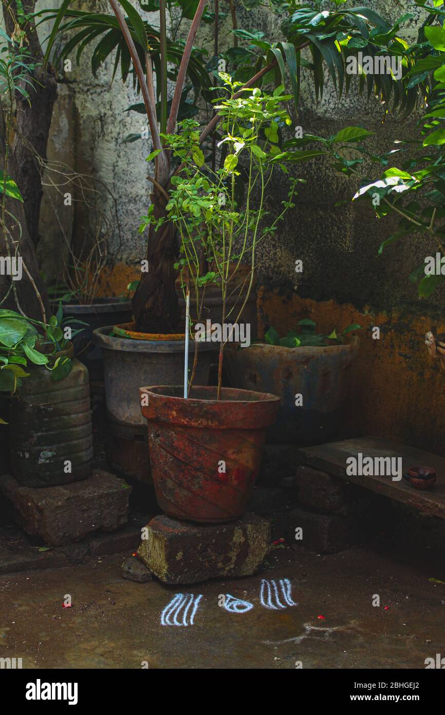 Holy Basil plant or tulsi on low angel.Scientific name Ocimum ...
