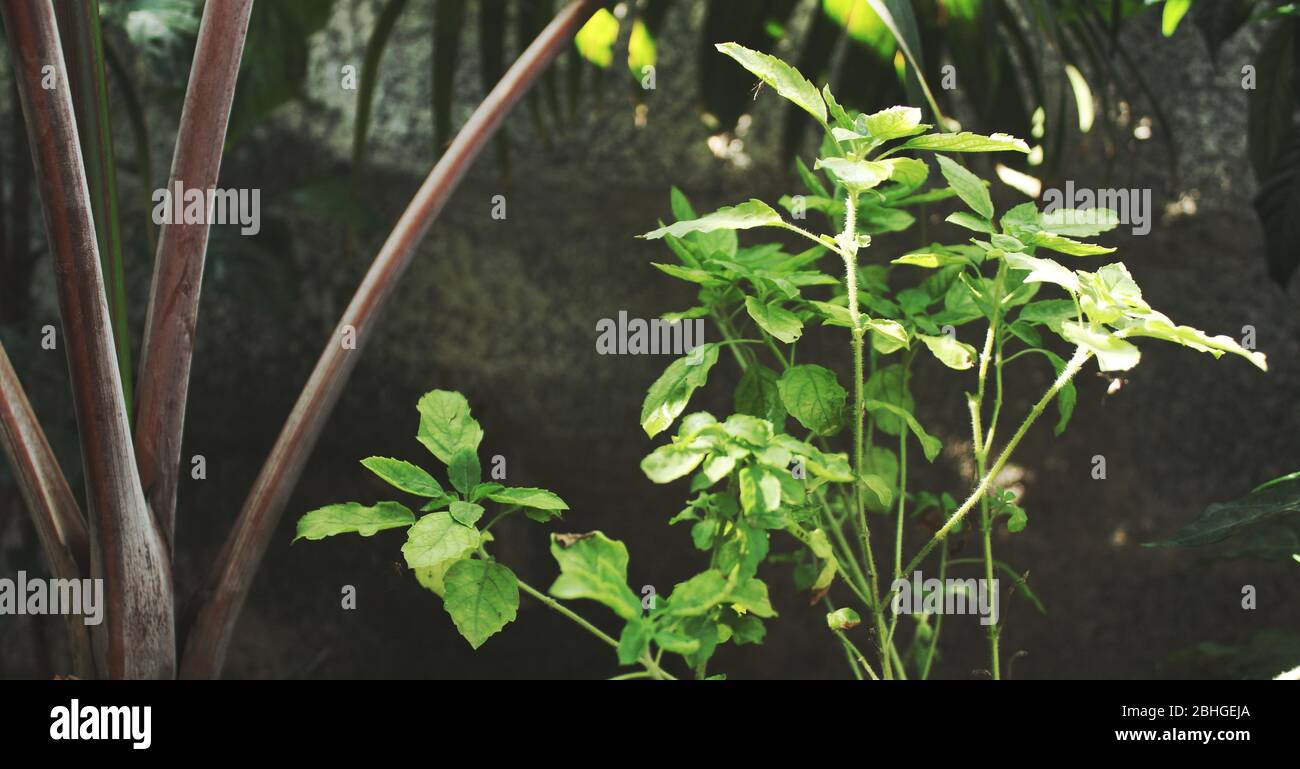 Holy Basil plant or tulsi on low angel.Scientific name Ocimum ...