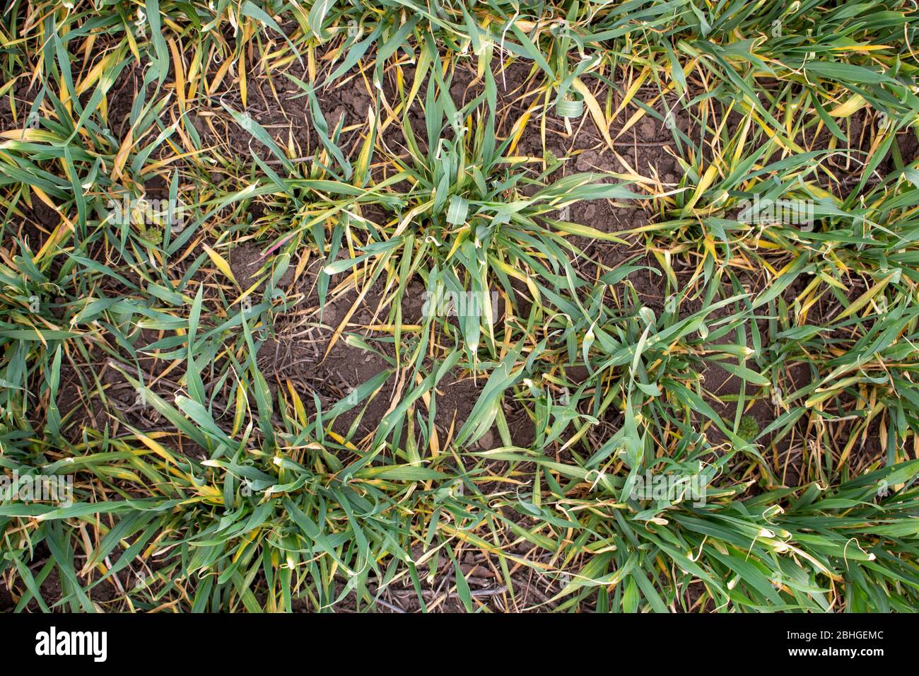 Damaged leaves of winter wheat disease and cold spring weather ...