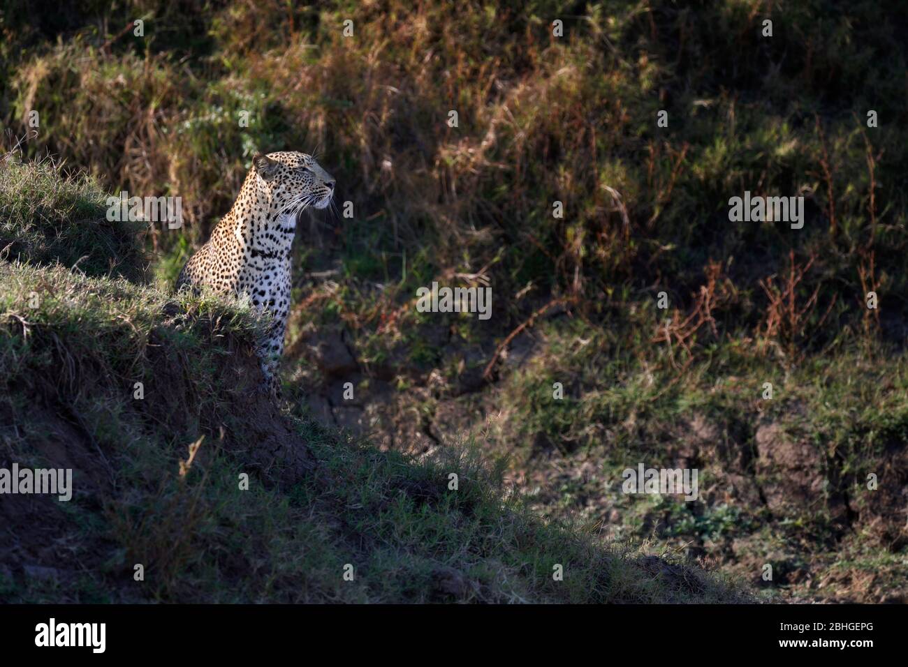 Leopard hunting africa hi-res stock photography and images - Alamy