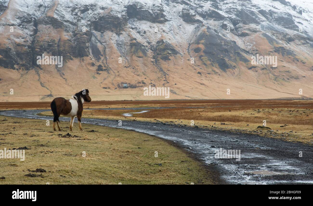 Icelandic horses at the valley behind Kalta volcano mountain covered on ...