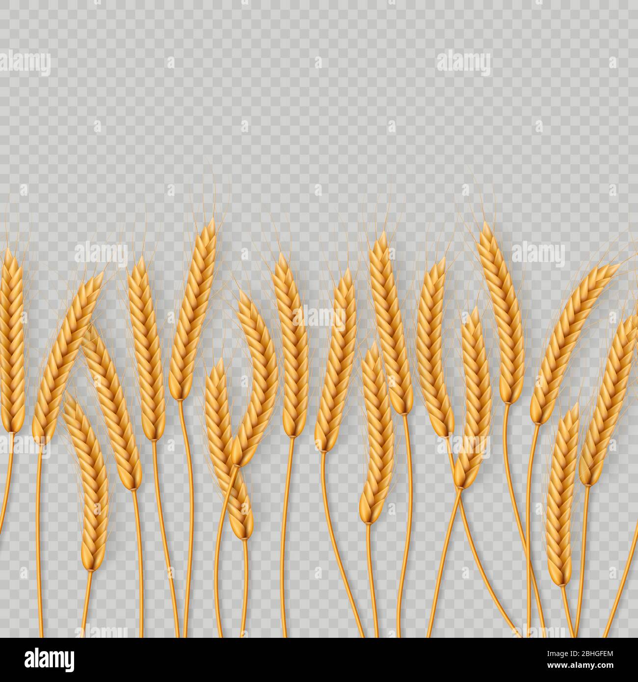 Bunch of wheat ears, dried whole grains seamless realistic illustration ...