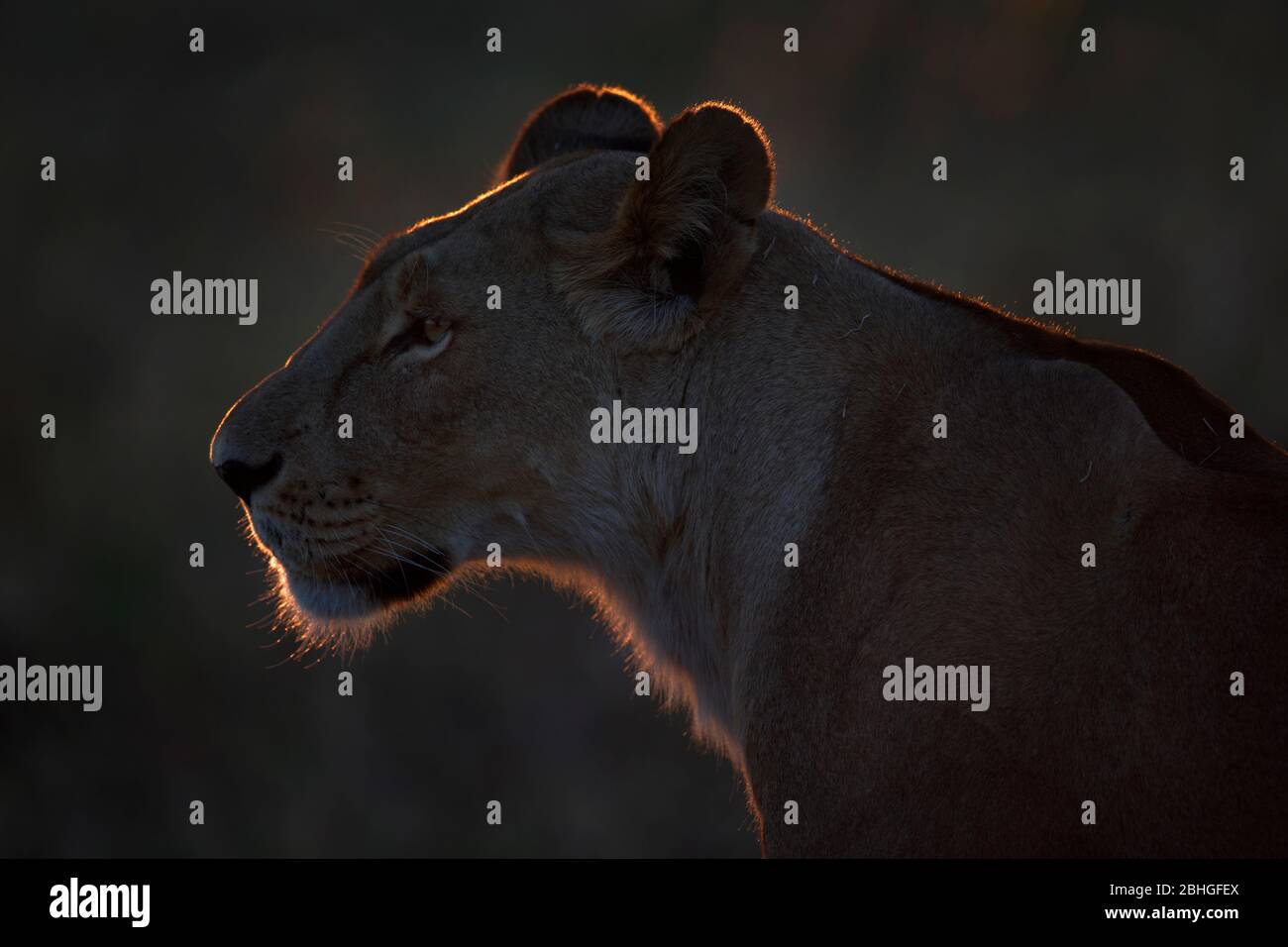 A female lion backlit late afternoon in the Savute marsh, Botswana ...