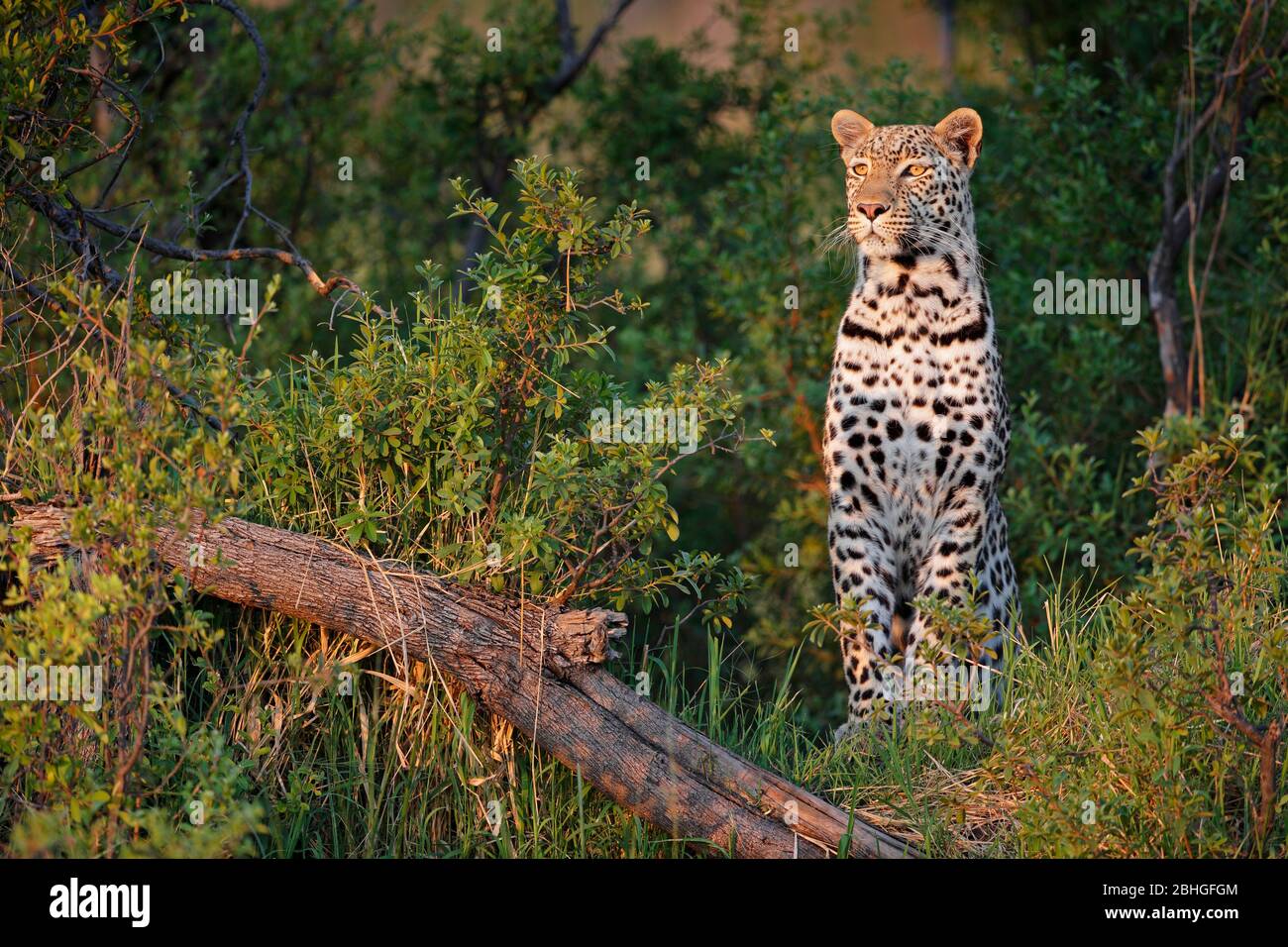 Leopard portrait photography hi-res stock photography and images - Alamy