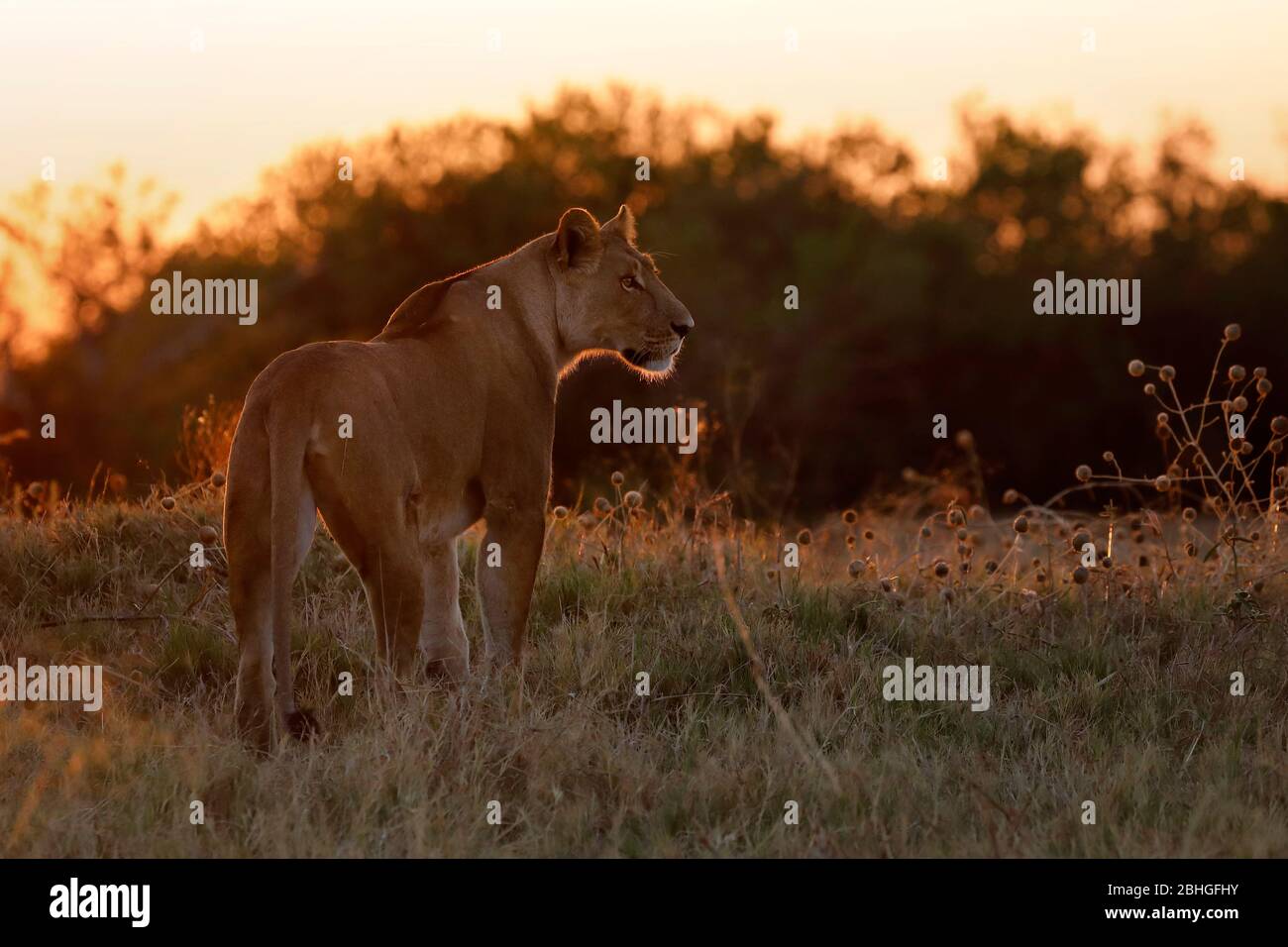 A female lion backlit late afternoon in the Savute marsh, Botswana ...