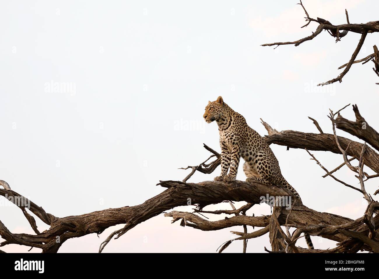 A beautiful leopard resting in a tree on a bigger branch. in perfect ...
