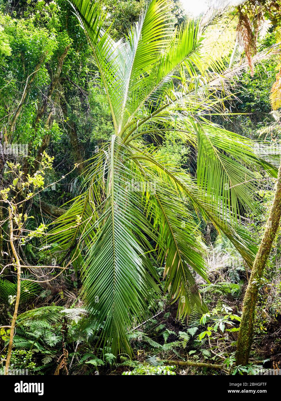 Nikau palm hi-res stock photography and images - Alamy