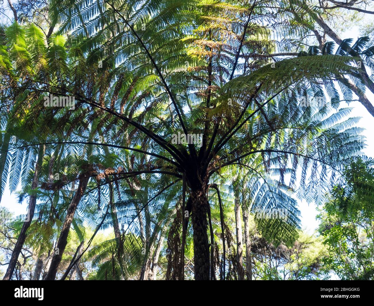 Gully Tree Ferns (Cyathea cunninghami) near Totaranui, Abel Tasman ...