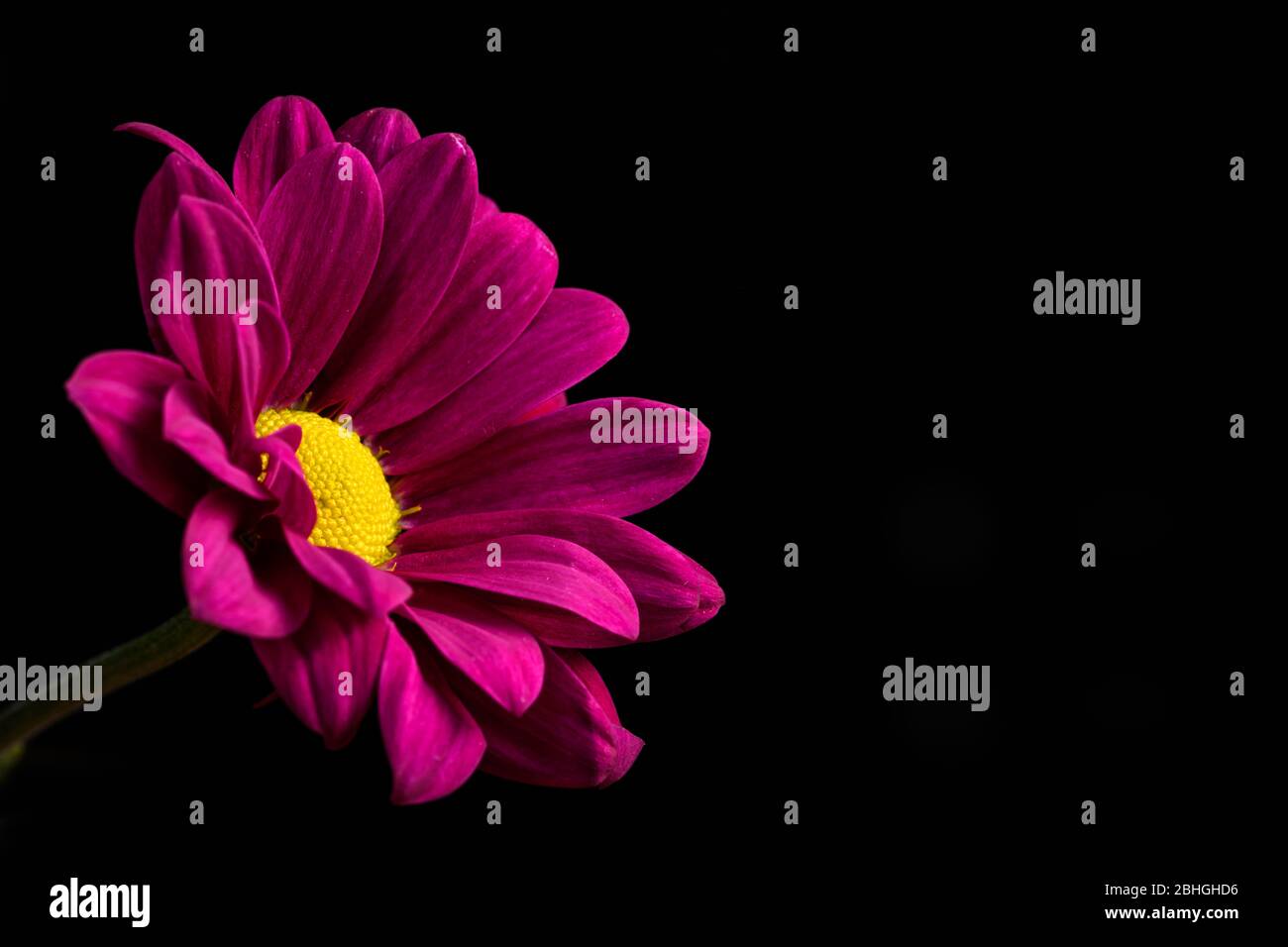 Daisy flower isolated on a black background Stock Photo - Alamy