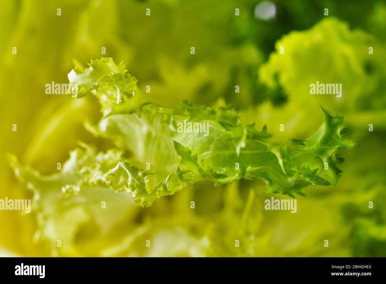 Curled Endive High Resolution Stock Photography and Images - Alamy