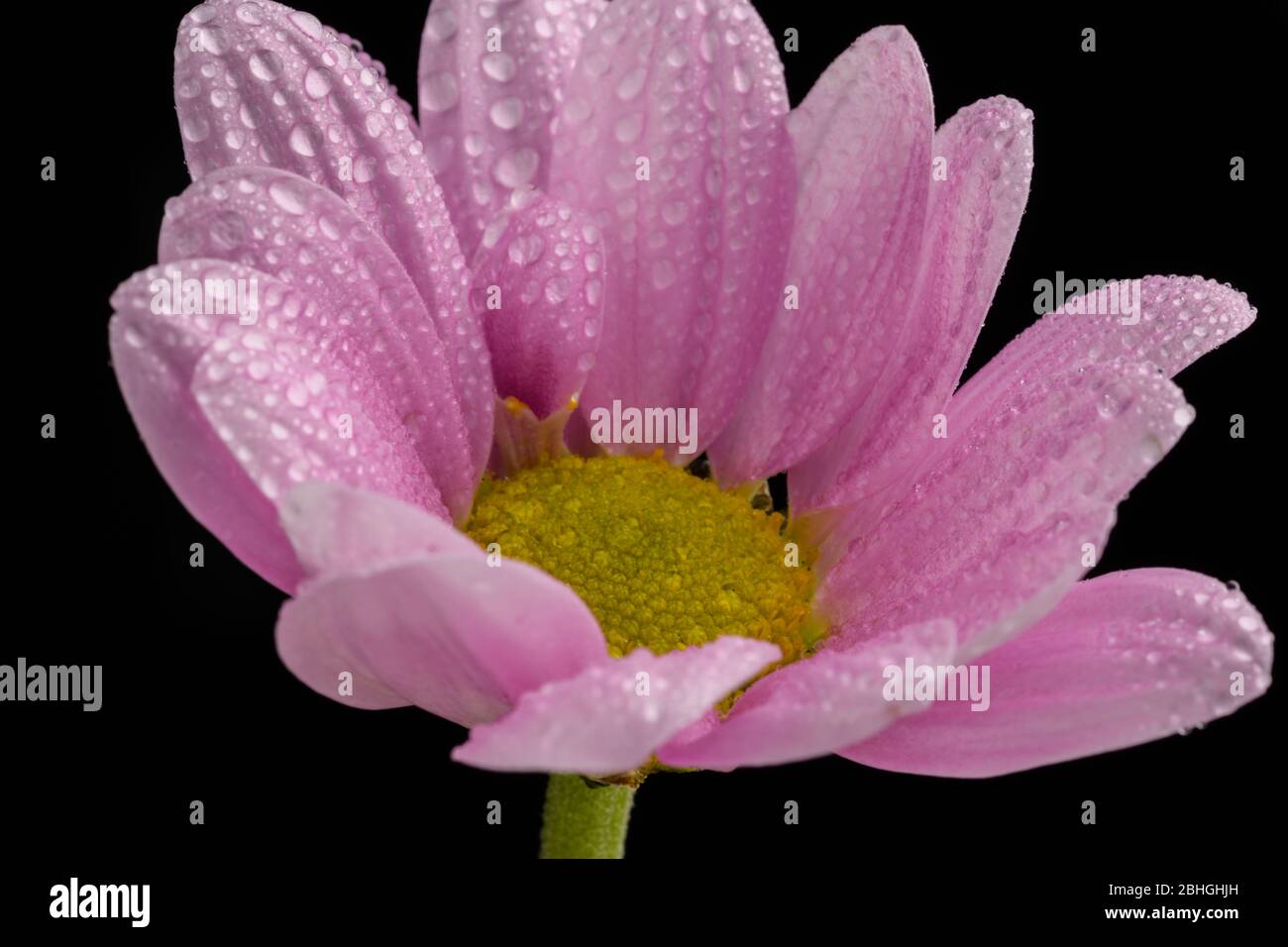 Daisy flower isolated on a black background Stock Photo - Alamy