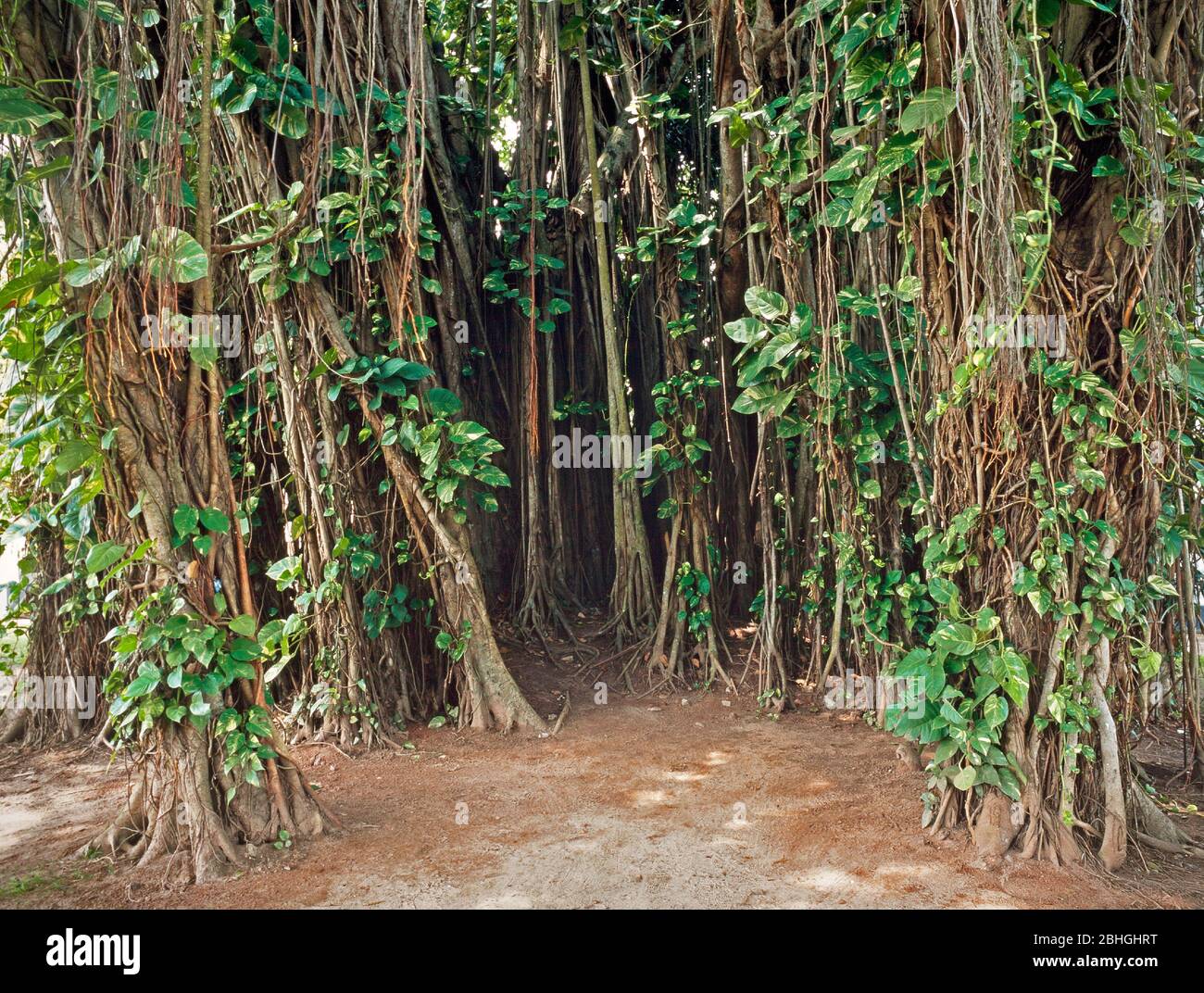 Very mature Banyan tree, a fig that begins its life as an epiphyte ...