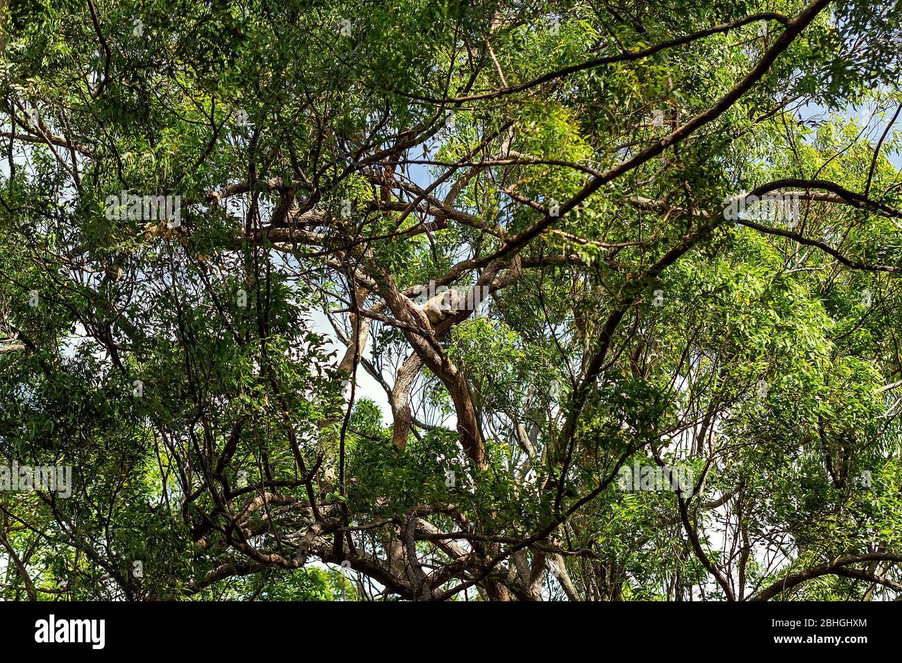 An Australian koala sitting on the branch of a tree in his native ...