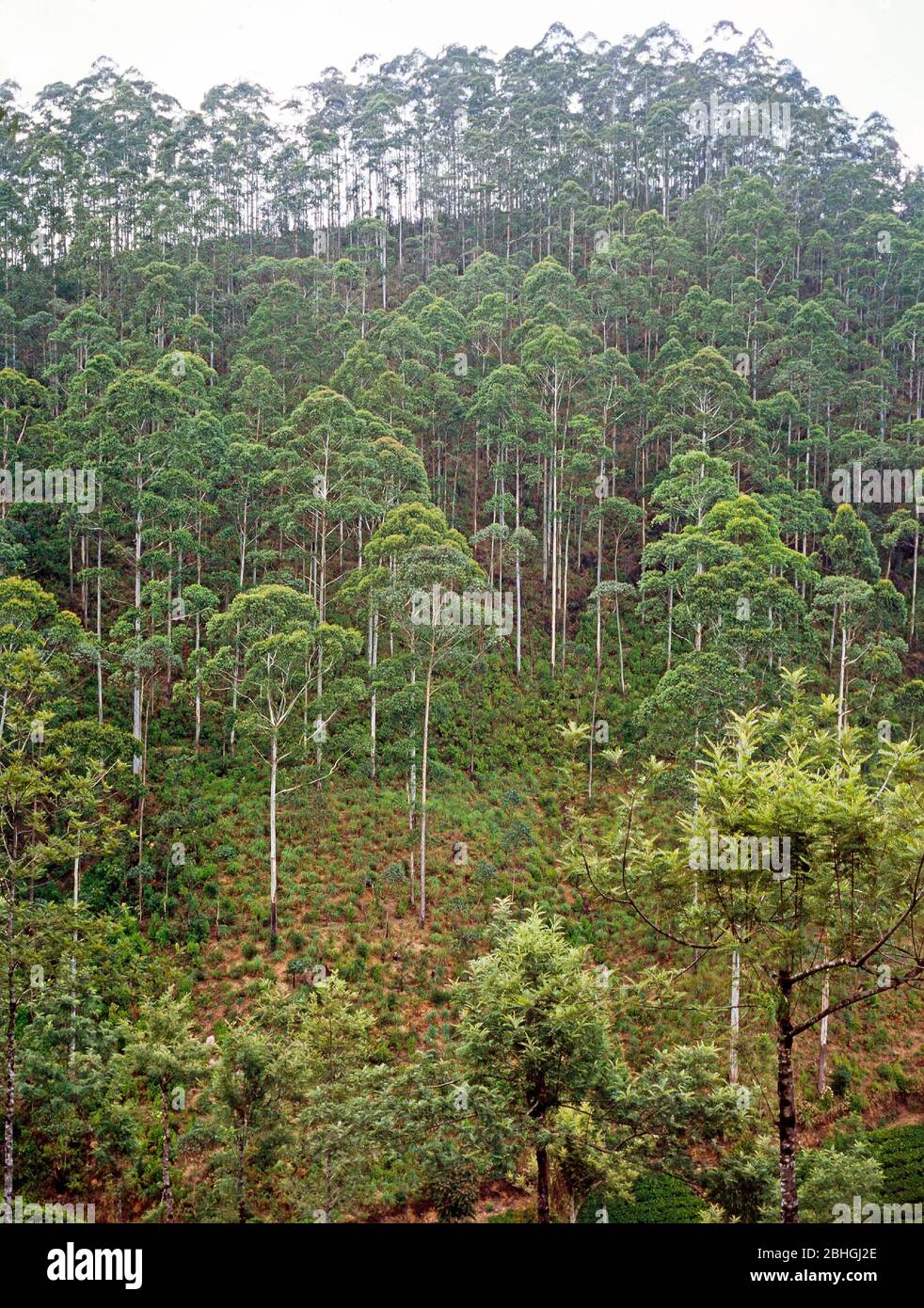 Myrtle family hi-res stock photography and images - Alamy