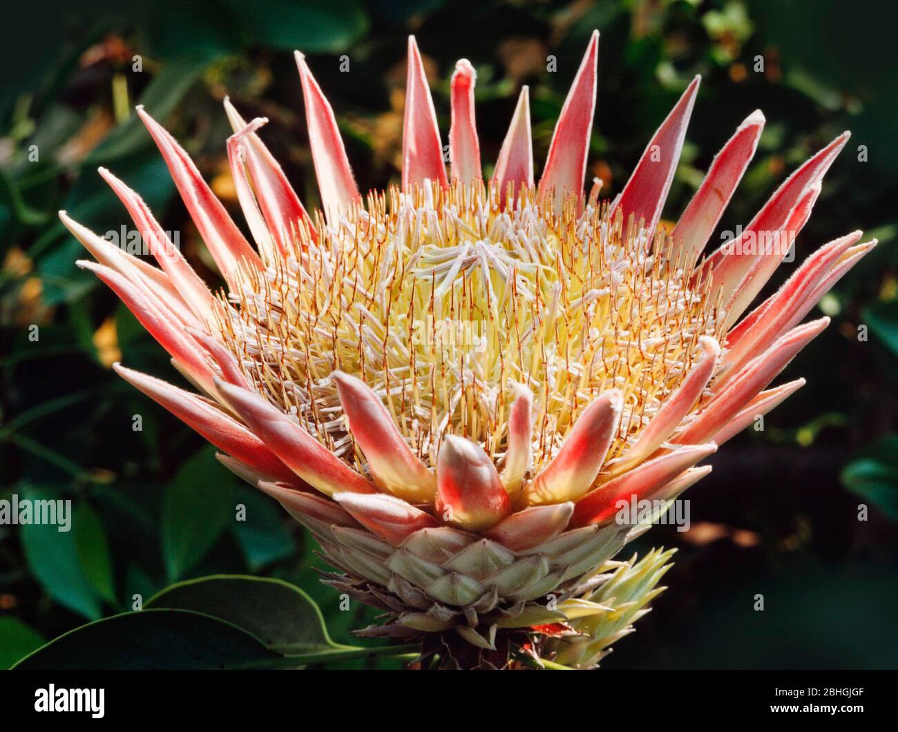 100 species hi-res stock photography and images - Alamy