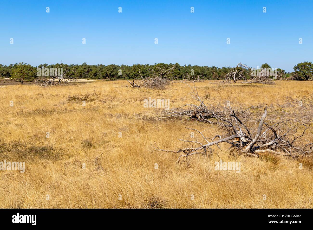 Dead trees and grass in National Park De Hoge Veluwe The Netherlands as ...