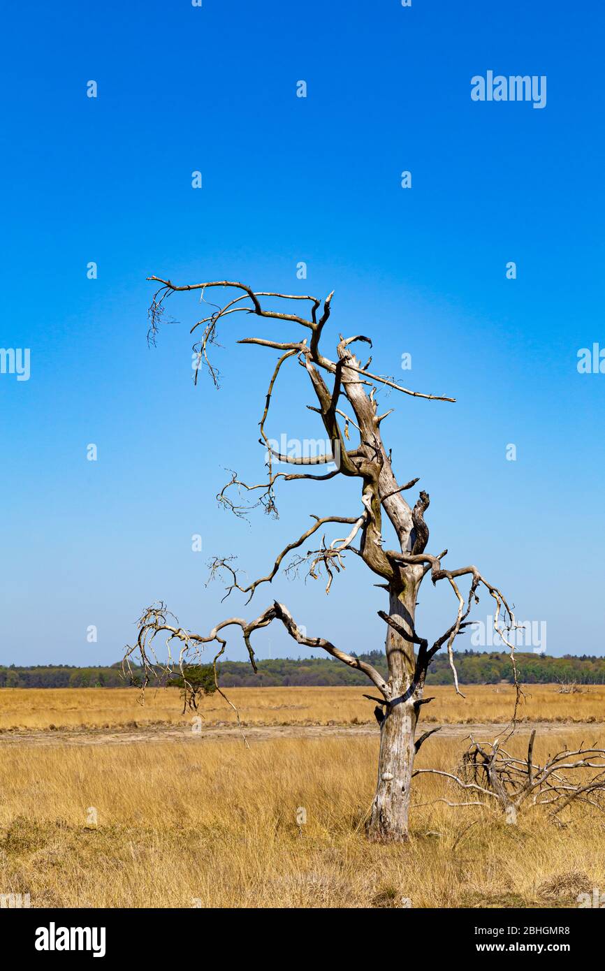 Dead tree in heathland hi-res stock photography and images - Alamy