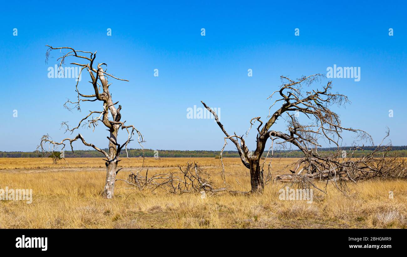 Dead trees in National Park De Hoge Veluwe The Netherlands as a result ...