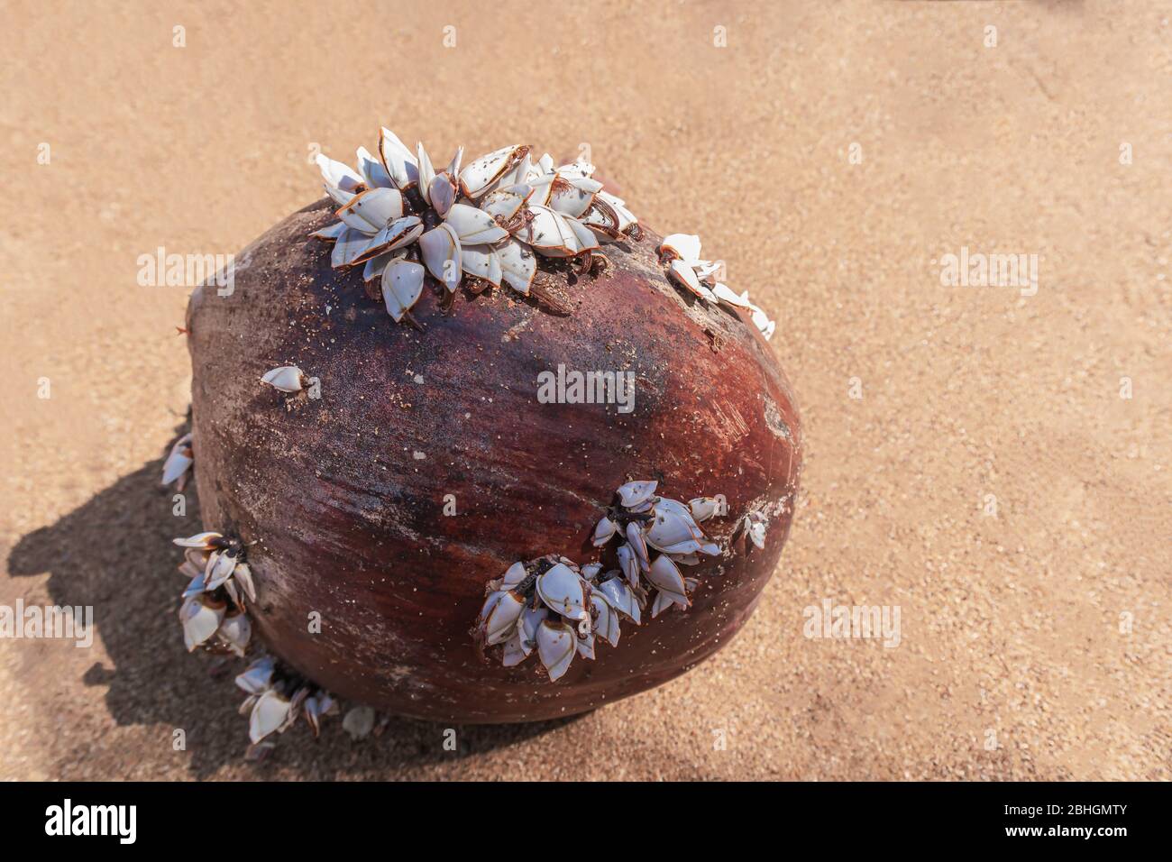 Barnacles on pier hi-res stock photography and images - Alamy