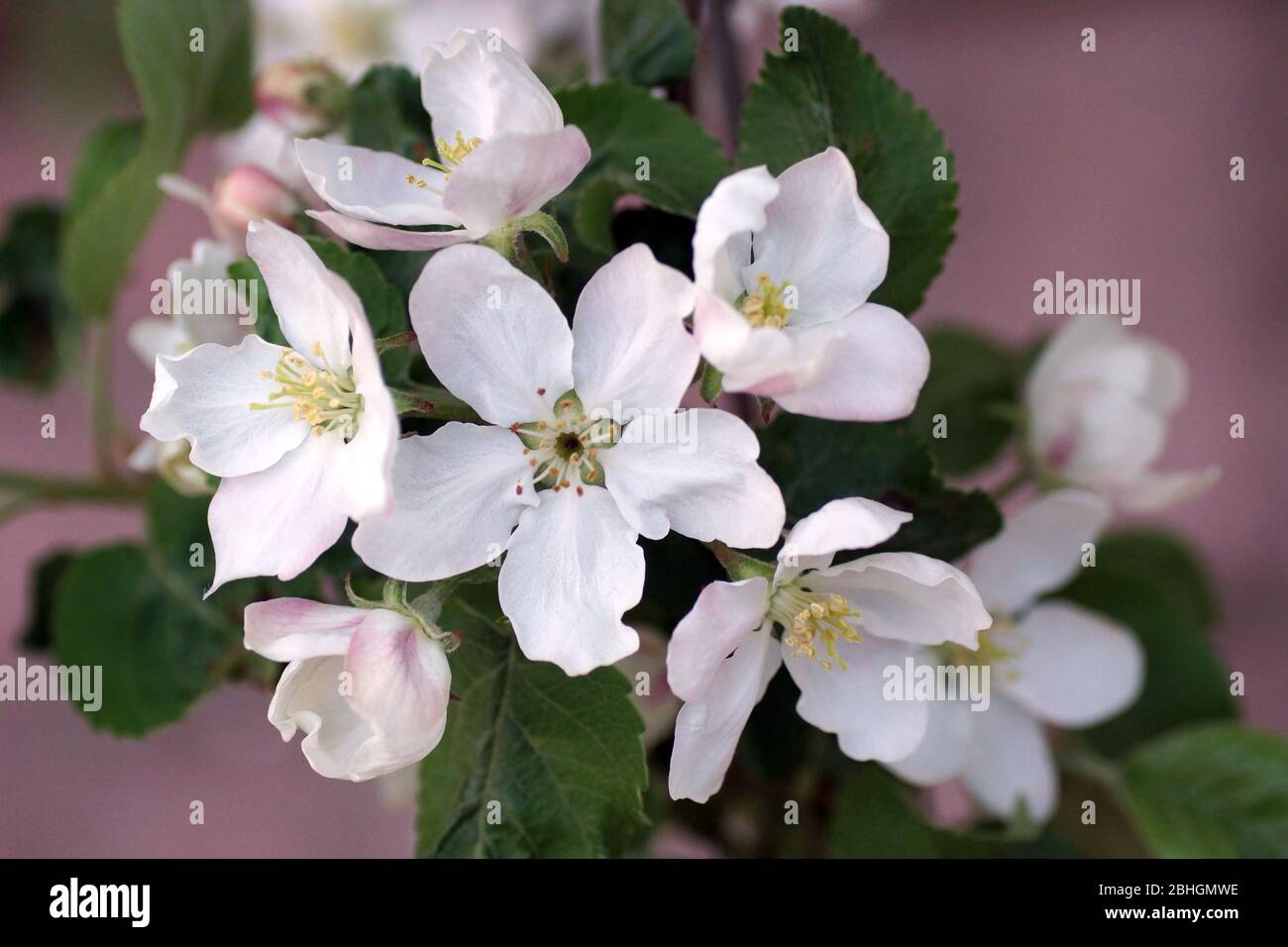 Family apple tree hi-res stock photography and images - Alamy