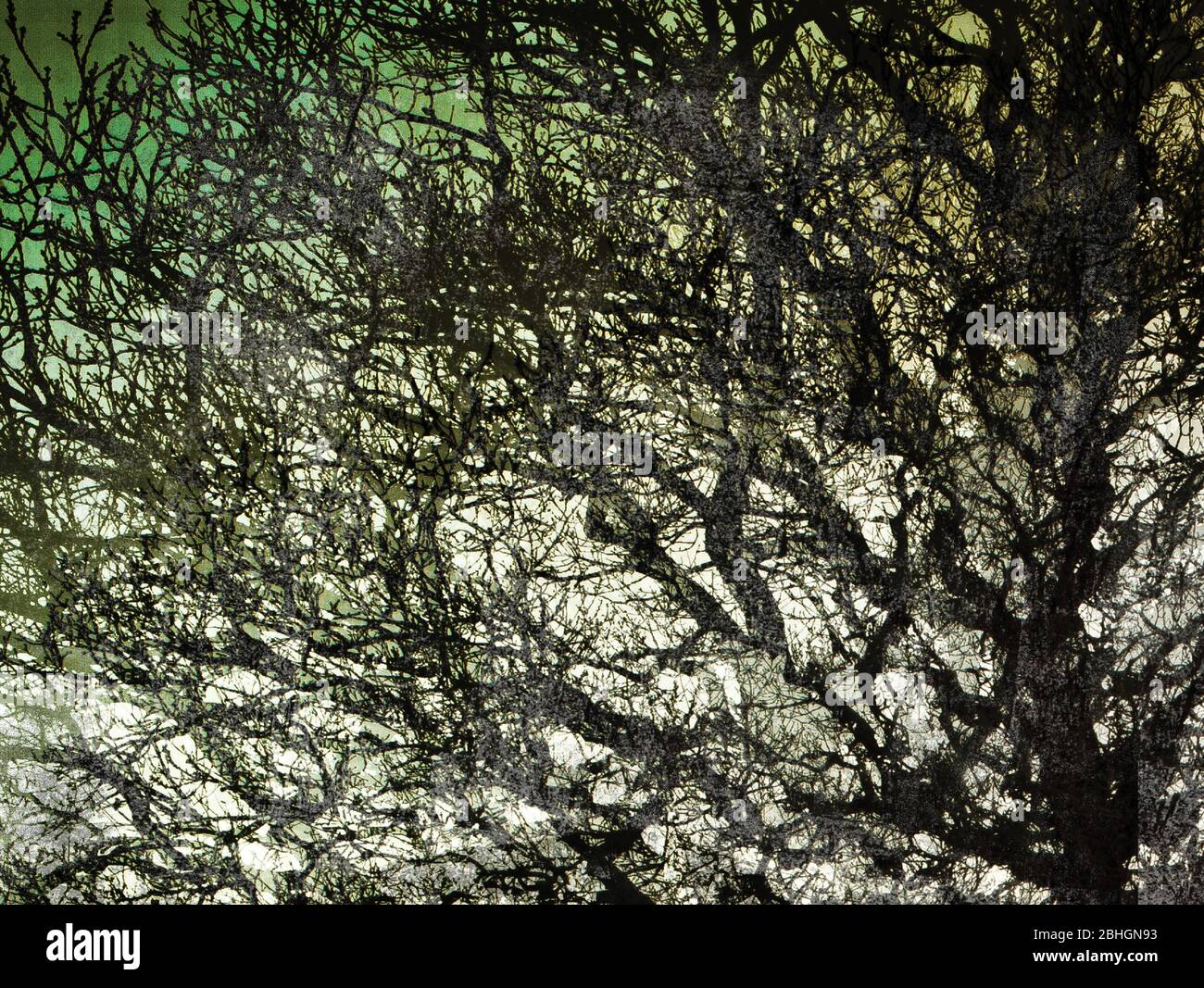 Oak tree abstractions from an oak tree in Råde, Østfold, Norway Stock ...