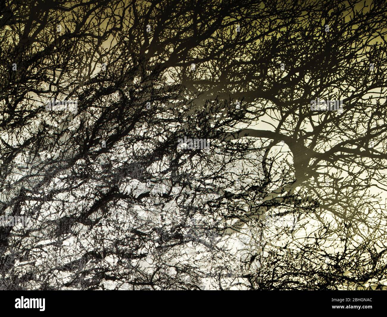 Oak tree abstractions from an oak tree in Råde, Østfold, Norway Stock Photo - Alamy