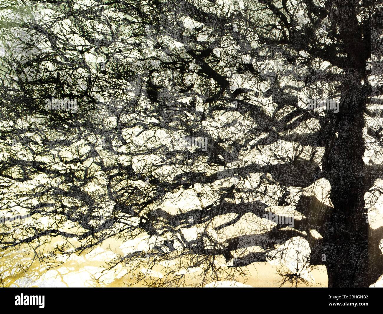 Oak tree abstractions from an oak tree in Råde, Østfold, Norway Stock ...