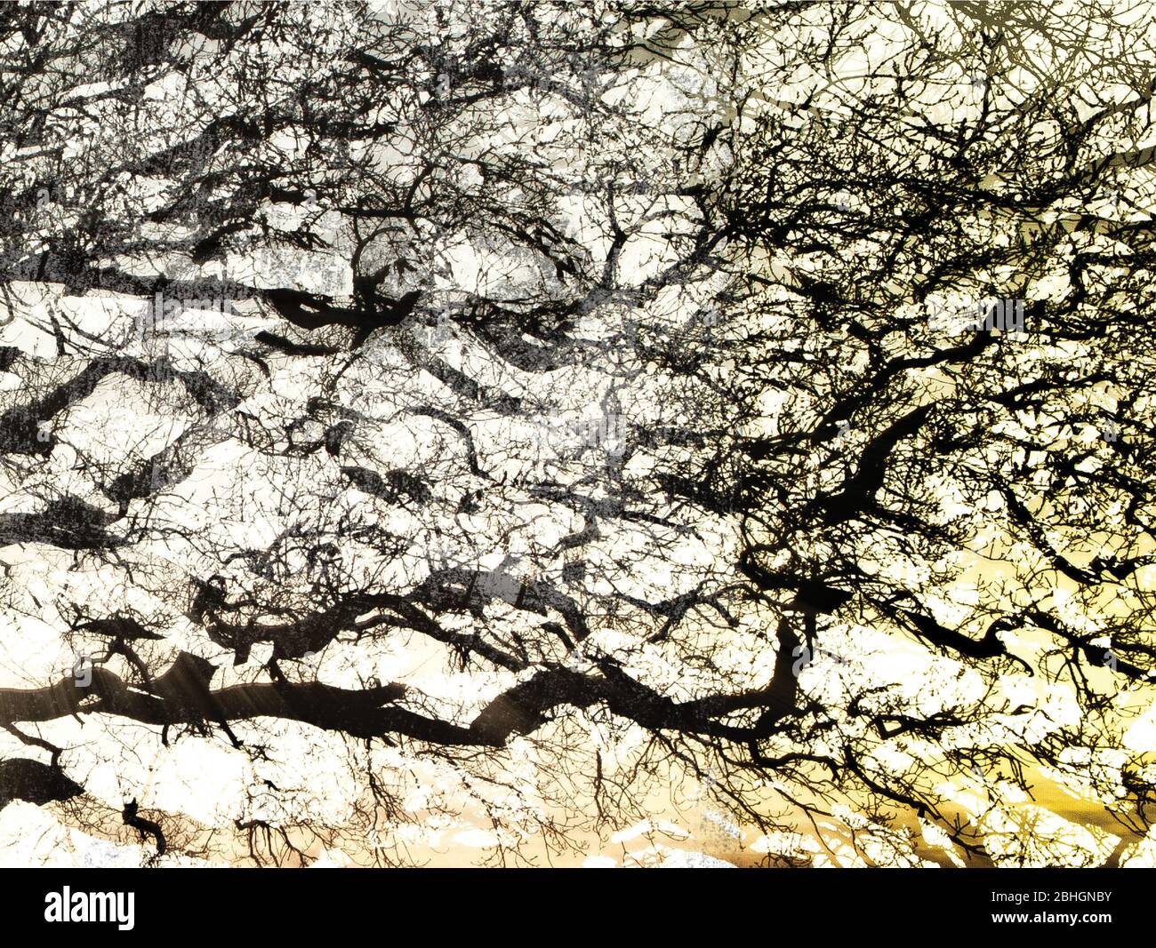 Oak tree abstractions from an oak tree in Råde, Østfold, Norway Stock ...