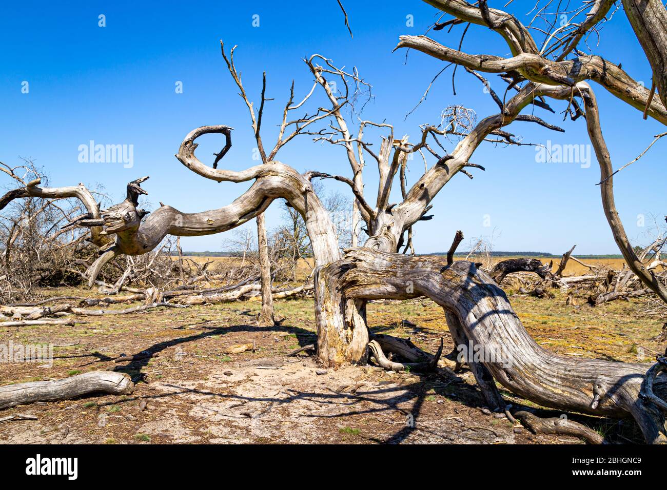 Dead trees in National Park De Hoge Veluwe The Netherlands as a result ...